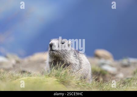 Side view of a marmot in Eastern Washington Stock Photo - Alamy