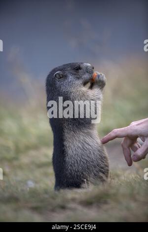 alpine marmot (Marmota marmota), young alpine marmot feeding the ...