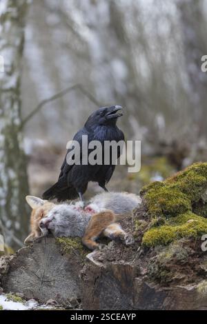 Common raven (Corvus corax), feeding, beak, eating, Hodenhagen, North ...