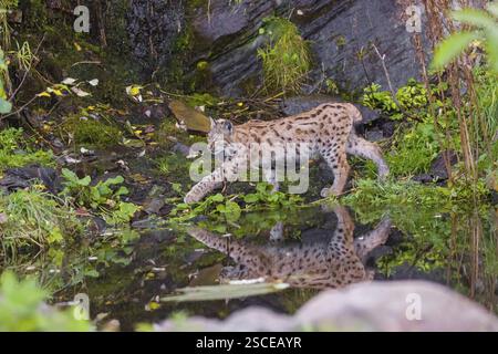 A Eurasian lynx, (Lynx lynx) runs between a small pond and a very small ...