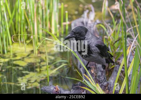 Hooded crow in its natural habitat in Denmark Stock Photo - Alamy