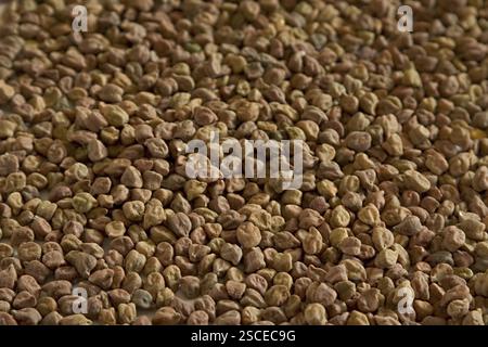 Peas, Kala Channa, Black Chickpeas, Cicer arietinum, India, Asia Stock ...