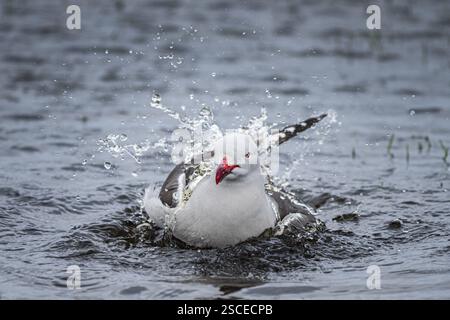 Blood-billed Gull (Leucophaeus scoresbii, also Larus scoresbii ...