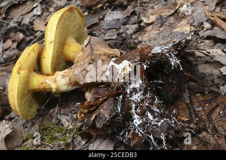 Mushroom mycelium of a golden bolete (Suillus grevillei, Suillus flavus ...