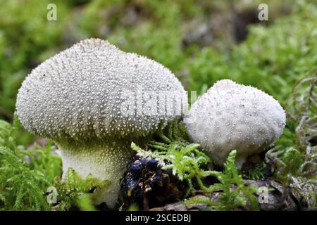 Bottle dust fungus, bottle bovist, warty dust fungus, spicy dust fungus ...