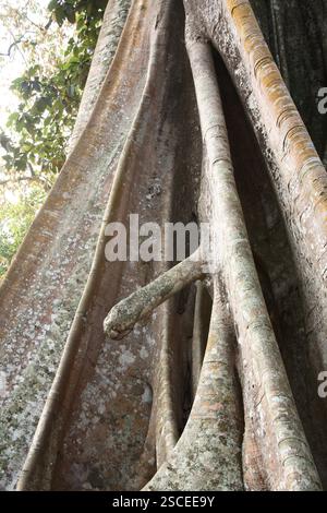 Part of Banyan tree looks like human body part Botanical name Ficus ...