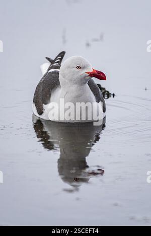 Blood-billed Gull (Leucophaeus scoresbii, also Larus scoresbii ...