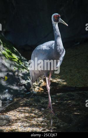 White-naped Crane, Central Park Zoo, New York City, United States of ...