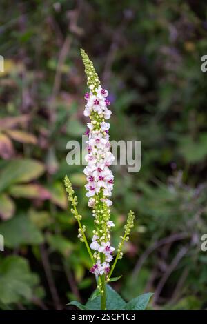 Close up of beautiful and colorful verbascum flowers mix Stock Photo ...