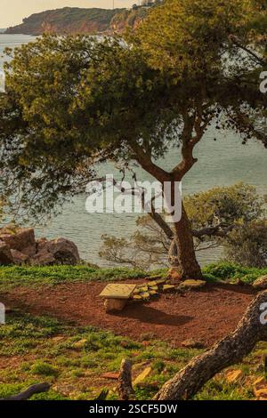 Coastal overlook with a large pine tree, a stone bench, and a tranquil ...