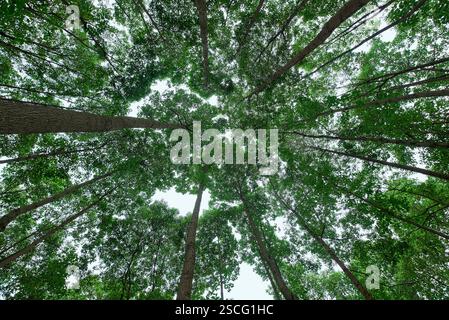 Dense forest photographed from an upward angle Stock Photo - Alamy
