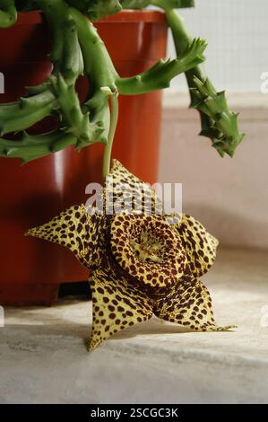 Beautiful leopard spotted cactus flower in blossom Stock Photo - Alamy