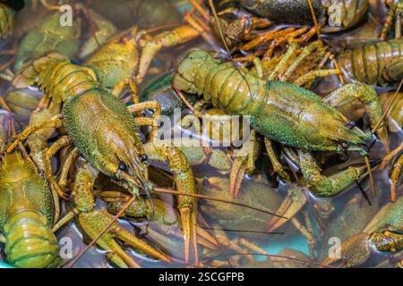 Live crawfish crawl in the water in a large container Stock Photo - Alamy