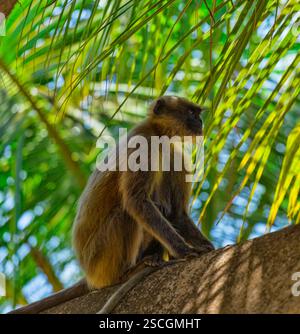 Wild monkeys in the jungles of India Stock Photo - Alamy