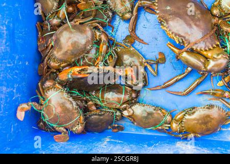 Sale of crabs in the markets of different cities of Goa and other ...