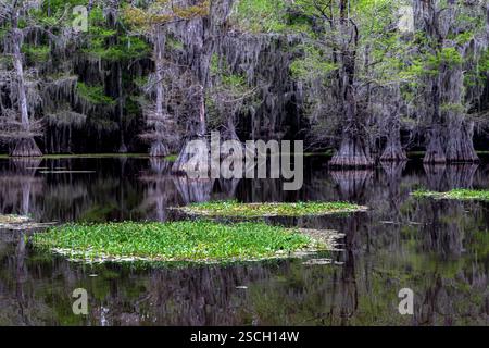 Bald-cypress, Baldcypress, Black Moss, Caddo lake, Cupressaceae, Long ...