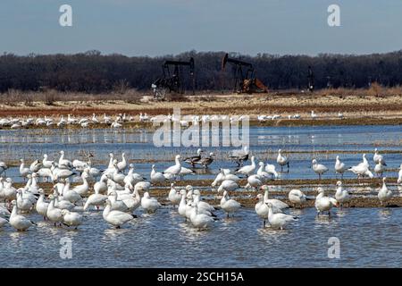 Anser caerulescens, Hagerman National Wildlife Refuge, Lake Texoma ...