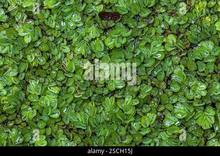 giant salvinia kariba weed (Salvinia molesta), hydrophobic leaf surface ...
