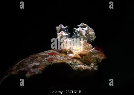 Nudibranch Cyerce bourbonica. Photo was taken in the island Romblon ...