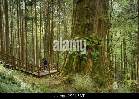 Tree No. 28, Taiwan red cypress, Alishan National Forest Recreation ...
