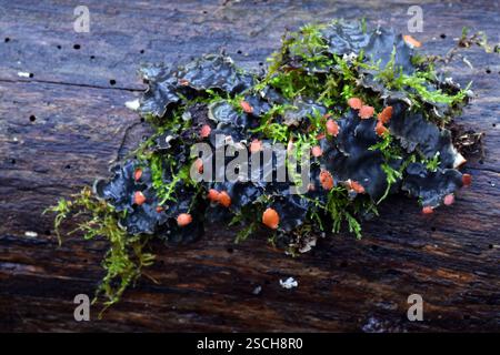 The foliose lichen Peltigera horizontalis in a forest Stock Photo - Alamy