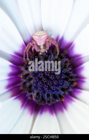 A pink crab spider rests at the center of an African daisy ...