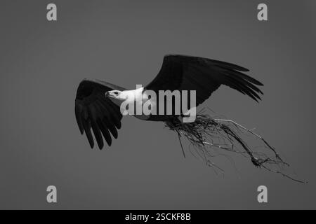 Mono African fish eagle with nesting material Stock Photo - Alamy