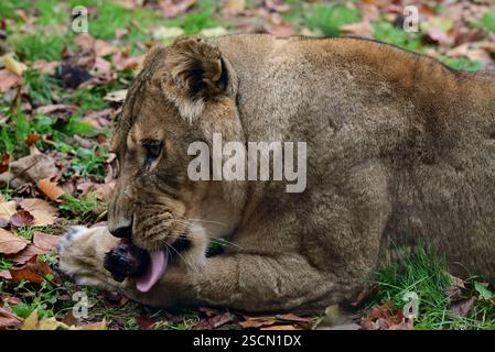 A female African lion eating at Paignton zoo Stock Photo - Alamy