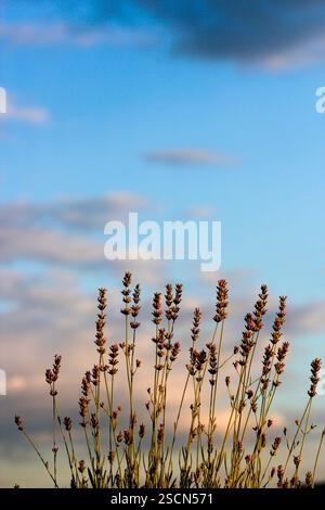 Free-growing lavender by a lake Stock Photo - Alamy