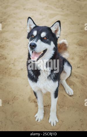 Multi-colored eyes of a Siberian Husky dog, close-up photo Stock Photo ...
