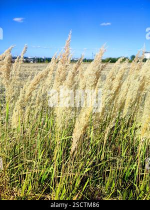 Many brushes of dry feather grass swaying in wind on background of blue ...