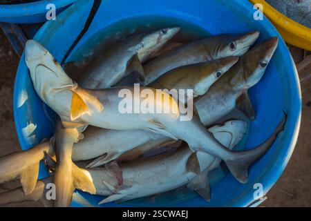 Sale of sharks in the markets of different cities of Goa and other ...