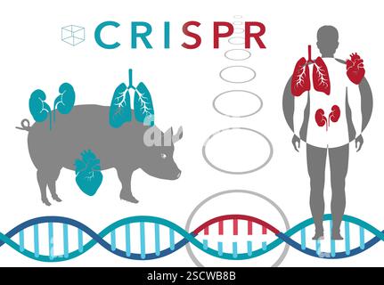 CRISPR is being used to edit the DNA of pigs, so that their organs can ...
