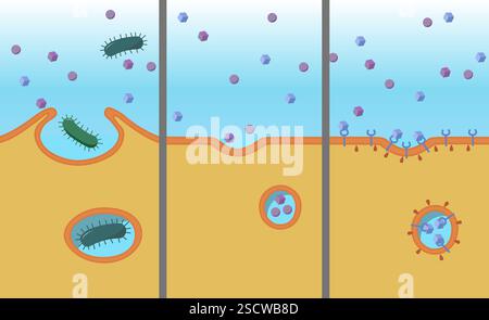 Phagocytosis, pinocytosis and receptor-mediated are the three types of ...