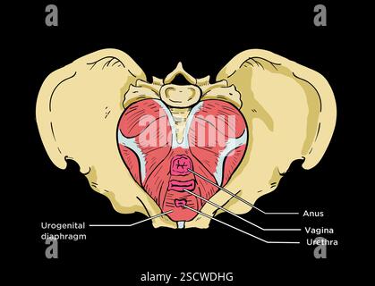Illustration of the pelvis, showing the pelvic diaphragm or pelvis ...