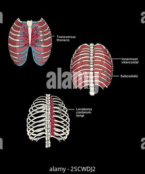 Illustration of the rib cage showing muscle groups, including the ...