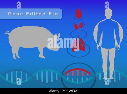 CRISPR is being used to edit the DNA of pigs, so that their organs can ...