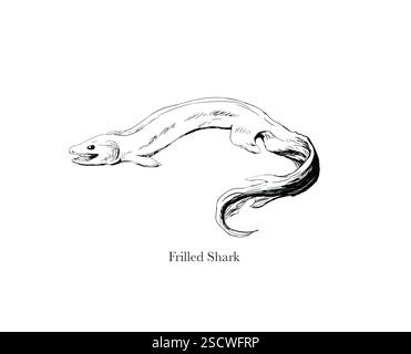 The frilled shark (Chlamydoselachus anguineus) and the southern African ...