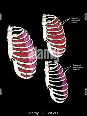 Illustration of the rib cage showing muscle groups, including the ...