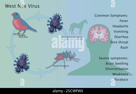 West Nile Virus (WNV) Cycle Illustration Stock Photo - Alamy