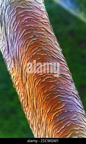 Scanning electron micrograph of mildly bleached hair. Magnification ...