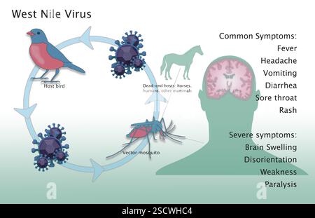 West Nile Virus (WNV) Cycle Illustration Stock Photo - Alamy