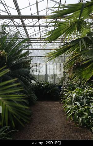 interior of a large greenhouse with a collection of tropical plants ...