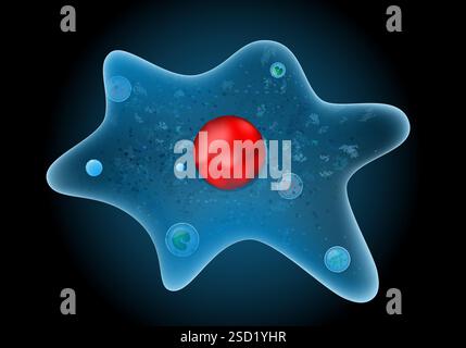 amoeba proteus diagram Stock Vector Image & Art - Alamy