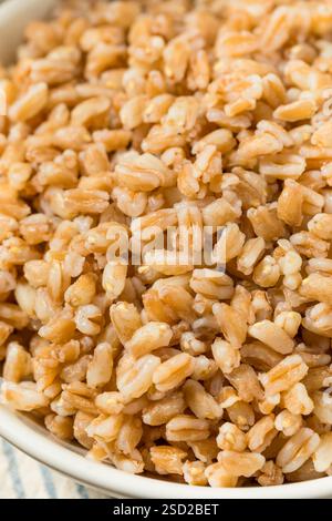 Organic Cooked Italian Farro Rice in a Bowl to Eat Stock Photo - Alamy