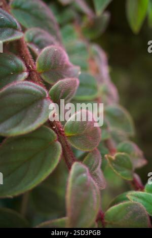 Close-up view of the Columnea magnifica leaves Stock Photo - Alamy