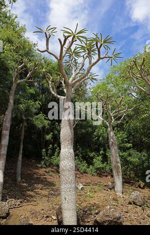 Trees in Koko Crater Botanical Garden on Oahu Island in Hawaii, United ...
