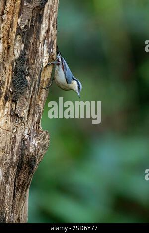Chestnut-vented nuthatch (Sitta nagaensis) on rock, Kawakarpo Mountain ...