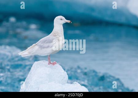 Glaucous Gull (Larus hyperboreus leuceretes), side view of an immature ...