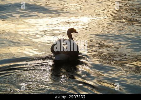 Swan with open wings on the lake Stock Photo - Alamy
